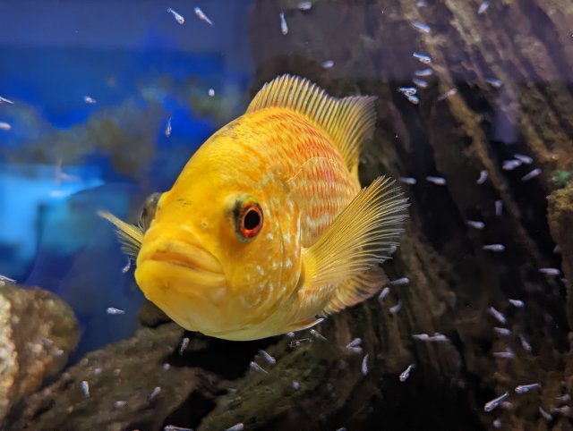 For Sale - Xanthic / Orange Managuense Hybrids | MonsterFishKeepers.com