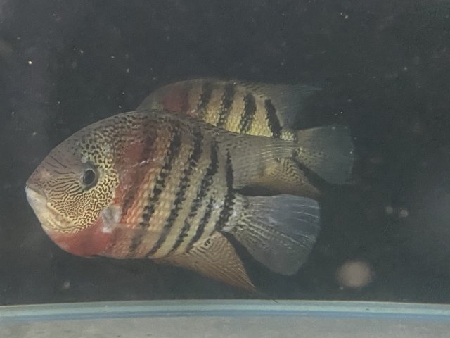 For Sale - 7x Red Tiger Severums (XXL Adults) | MonsterFishKeepers.com