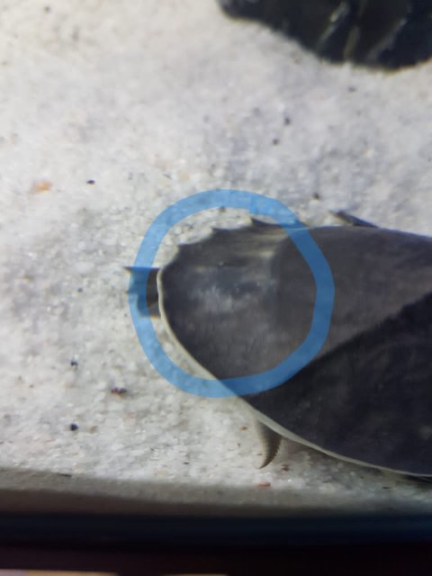 Carettochelys insculpta fly river turtle shell fungus ...