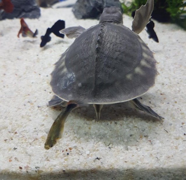 Carettochelys insculpta fly river turtle shell fungus ...