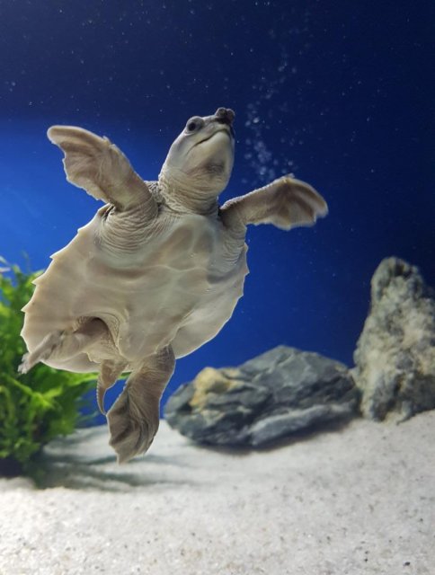 Carettochelys insculpta fly river turtle shell fungus ...