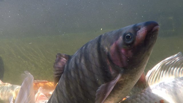 Spinibarbus Denticulatus | MonsterFishKeepers.com