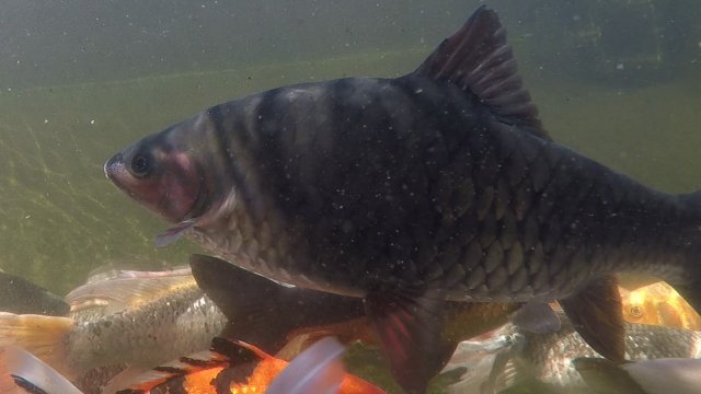 Spinibarbus Denticulatus | MonsterFishKeepers.com