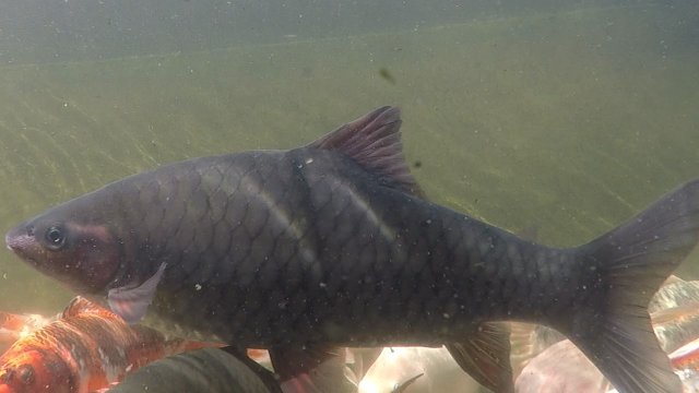Spinibarbus Denticulatus | MonsterFishKeepers.com