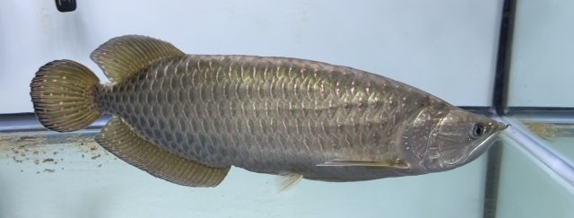 For Sale - Jardini Arowana (18") | MonsterFishKeepers.com