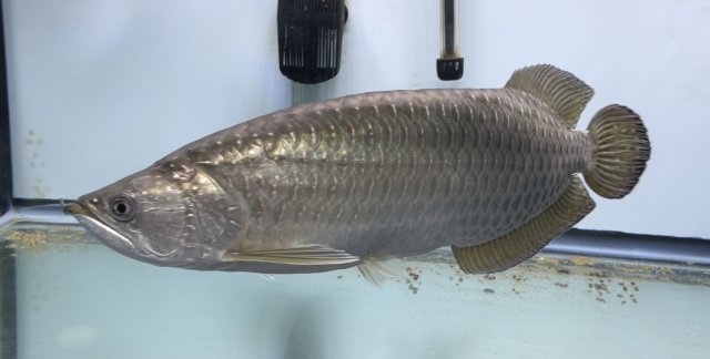 For Sale - Jardini Arowana (18") | MonsterFishKeepers.com