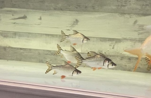 For Sale - Flagtail | MonsterFishKeepers.com