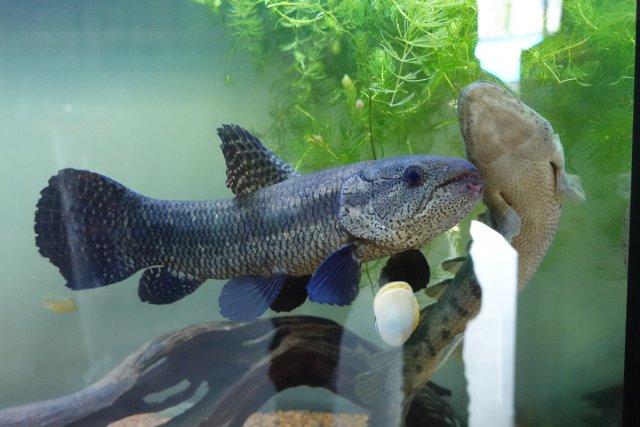 My 38cm Hoplias Curupira - a wolf fish with great personality ...