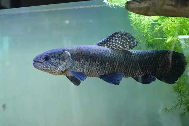 My 38cm Hoplias Curupira - a wolf fish with great personality ...