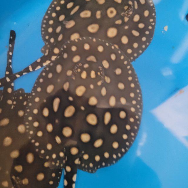 For Sale - BD Stingray pups. | MonsterFishKeepers.com
