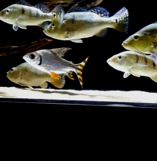 For Sale - Spider kelberis bass | MonsterFishKeepers.com