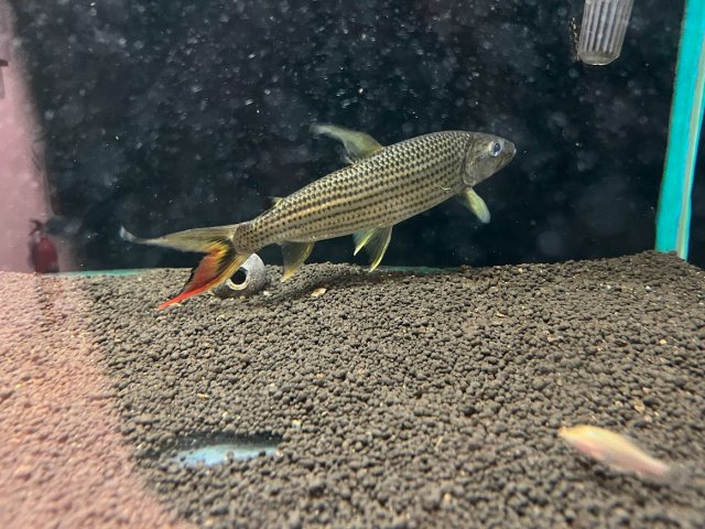 For Sale - ATF for sale | MonsterFishKeepers.com