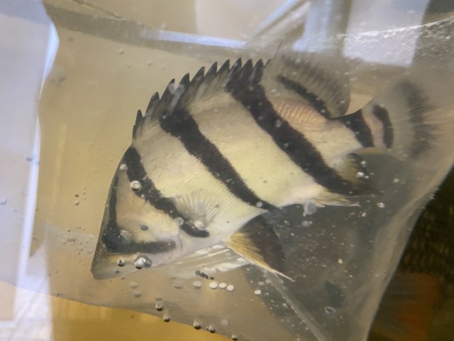 For Sale - 6 inch NTT Datnoid | MonsterFishKeepers.com