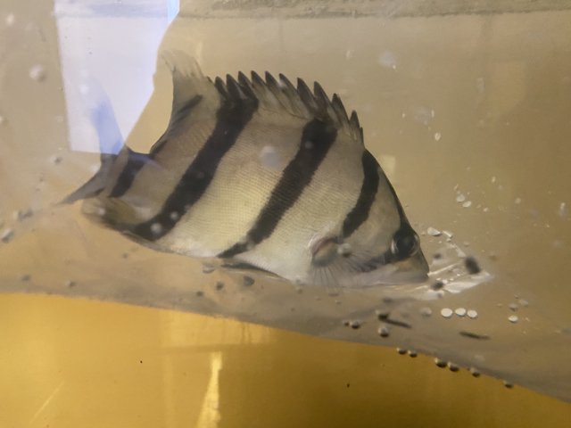 For Sale - 6 inch NTT Datnoid | MonsterFishKeepers.com