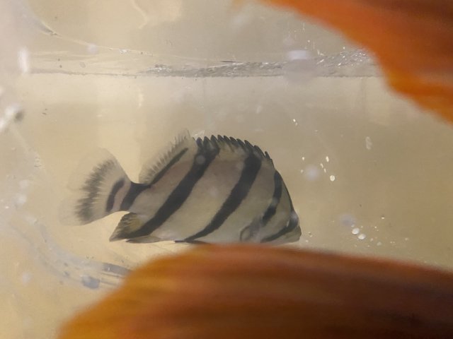 For Sale - 6 inch NTT Datnoid | MonsterFishKeepers.com