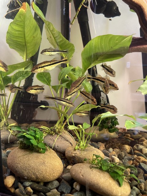 Temensis | MonsterFishKeepers.com