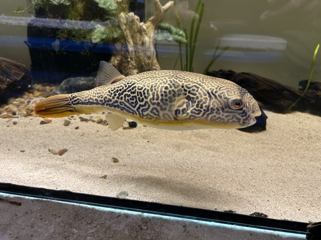 For Sale - Mbu puffer | MonsterFishKeepers.com