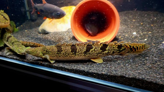 My own Polypterus delhezi breeding strain. | MonsterFishKeepers.com