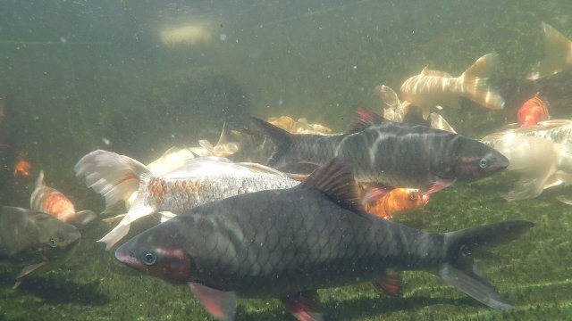 Spinibarbus Denticulatus | MonsterFishKeepers.com