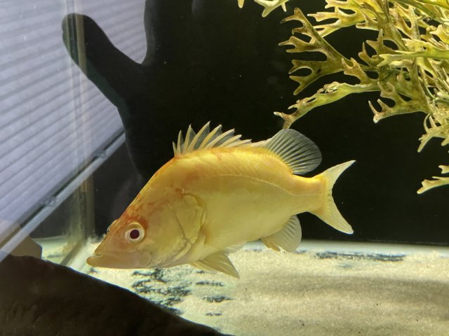 For Sale - Albino Chinese Perch | MonsterFishKeepers.com