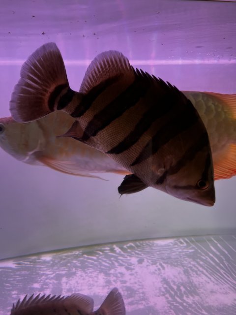 Vendor - 3 Large Datnoids | MonsterFishKeepers.com