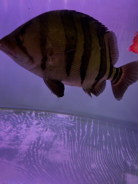 Vendor - 3 Large Datnoids | MonsterFishKeepers.com