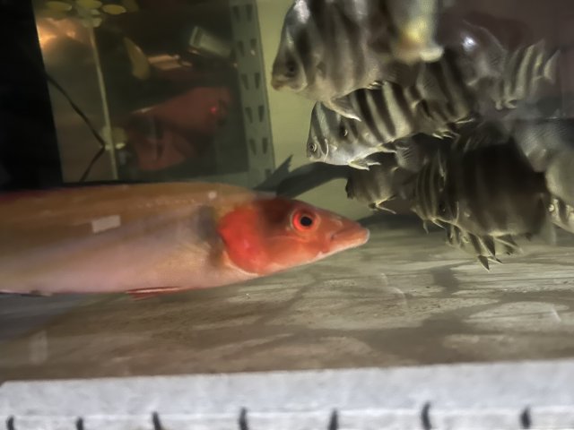 For Sale - Red pike cichlids | MonsterFishKeepers.com
