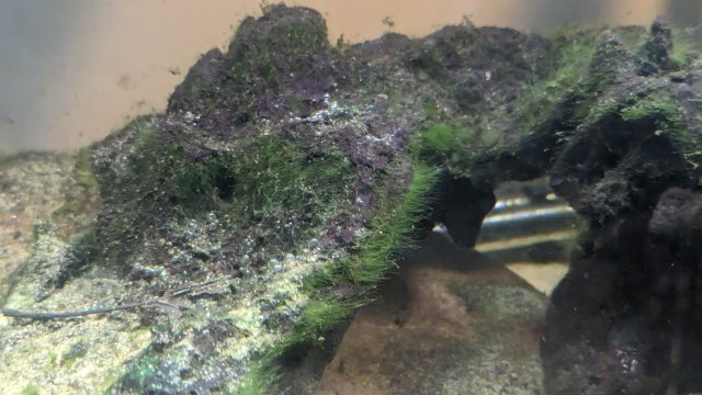 Algae appreciation | MonsterFishKeepers.com
