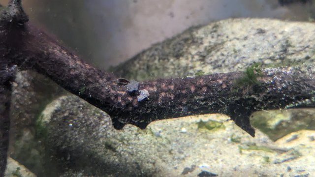 Algae appreciation | MonsterFishKeepers.com