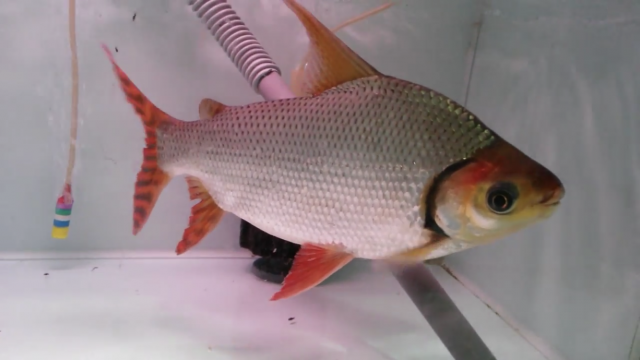 Want to Buy - Looking for 7"+ Flagtail prochilodus NJ,PA,NY ...