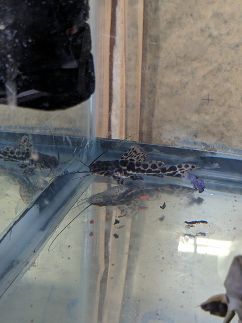 Sailfin catfish ID | MonsterFishKeepers.com
