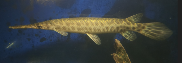 For Sale - 17" True Spotted Gar | MonsterFishKeepers.com