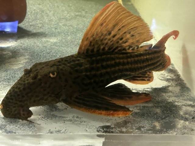 For Sale - Plecos and more Plecos | MonsterFishKeepers.com