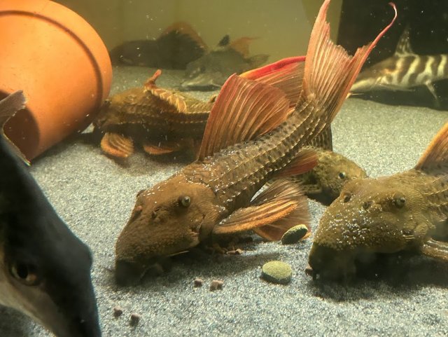 For Sale - Plecos and more Plecos | MonsterFishKeepers.com