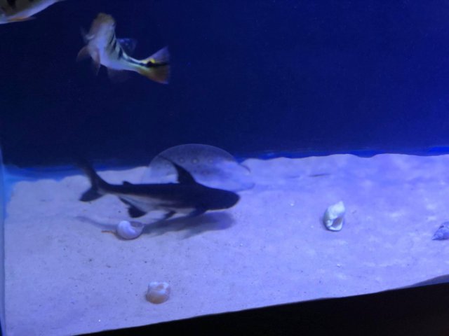 For Sale - Paroon shark | MonsterFishKeepers.com