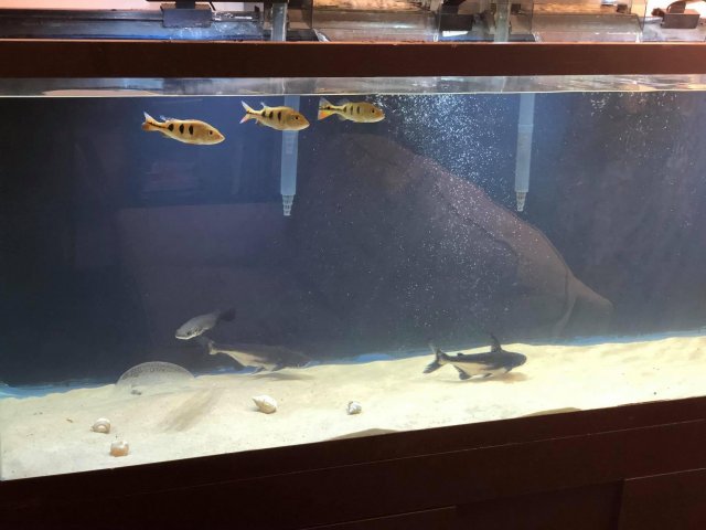 For Sale - Paroon shark | MonsterFishKeepers.com