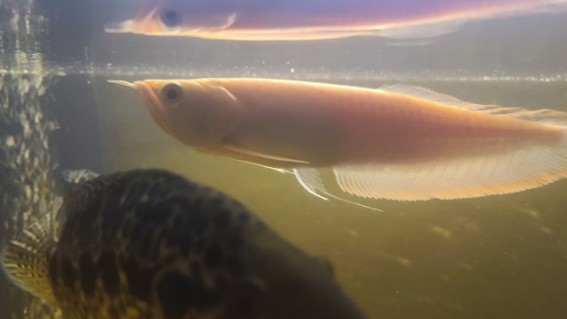 Albino silver arowana | MonsterFishKeepers.com