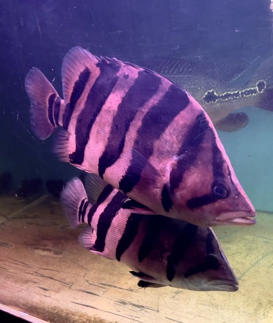 For Sale - Pair of Sumatra Datnoids | MonsterFishKeepers.com