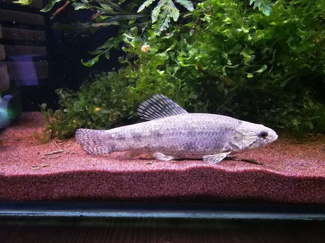 platinum wolffish(Suriname x Peru) | MonsterFishKeepers.com