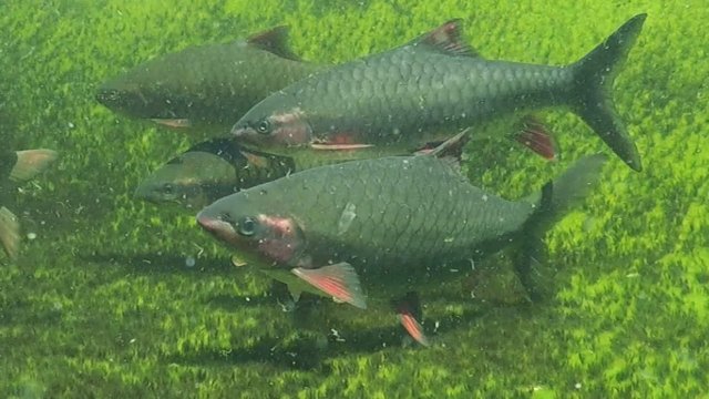 Spinibarbus Denticulatus | MonsterFishKeepers.com