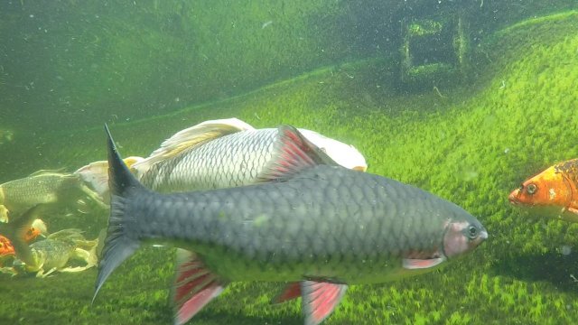 Spinibarbus Denticulatus | MonsterFishKeepers.com