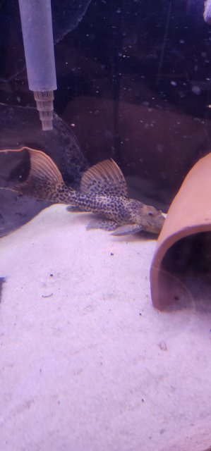 For Sale - L273 Titanic Pleco | MonsterFishKeepers.com