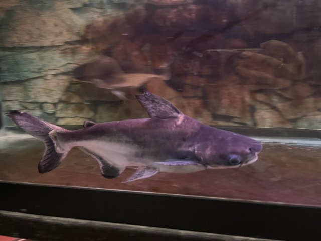 For Sale - Paroon shark | MonsterFishKeepers.com