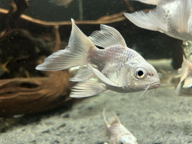For Sale - Short body platinum koi | MonsterFishKeepers.com