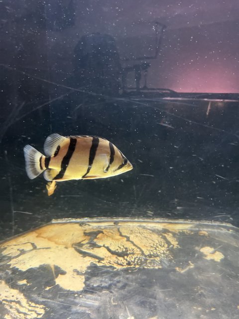 For Sale - Ntt datnoid | MonsterFishKeepers.com