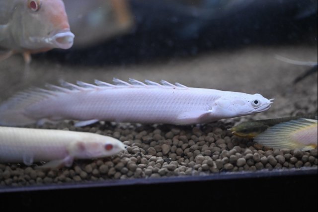 For Sale - 6” Platinum Endlicheri Bichir | MonsterFishKeepers.com