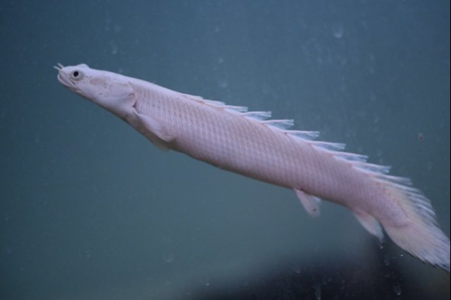 For Sale - 6” Platinum Endlicheri Bichir | MonsterFishKeepers.com