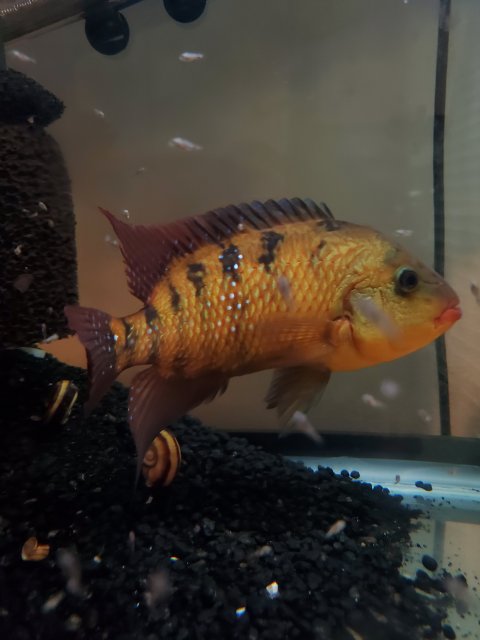 For Sale - Red terror fry | MonsterFishKeepers.com