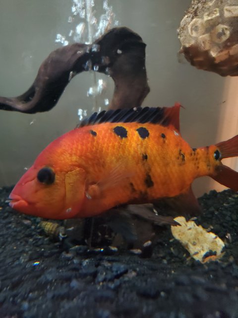 For Sale - Red terror fry | MonsterFishKeepers.com