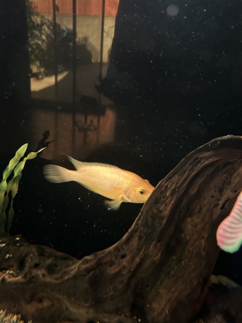 For Sale - Red Dovii | MonsterFishKeepers.com
